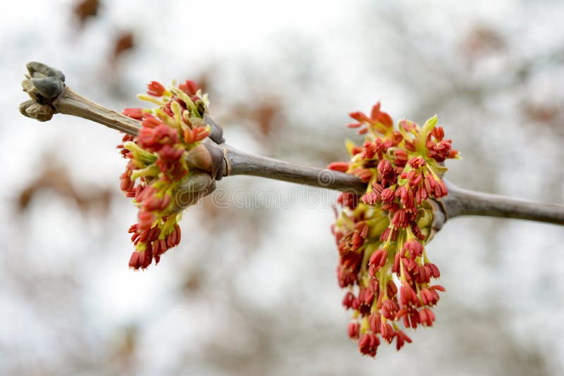 Flowering Ash Treeflowering Ash Tree Stock Photo - Image of black ...