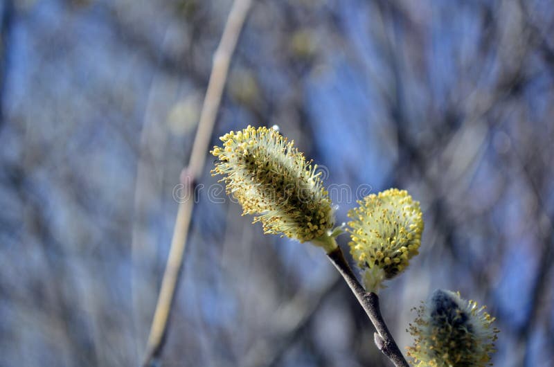 Flowering Aspen Branch, in the Spring Stock Image - Image of blooming ...