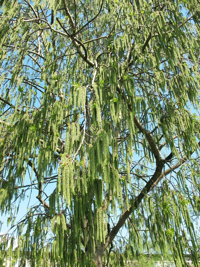 Flowering Aspen Pine (Populus Tremula) Stock Photo - Image of aspen ...
