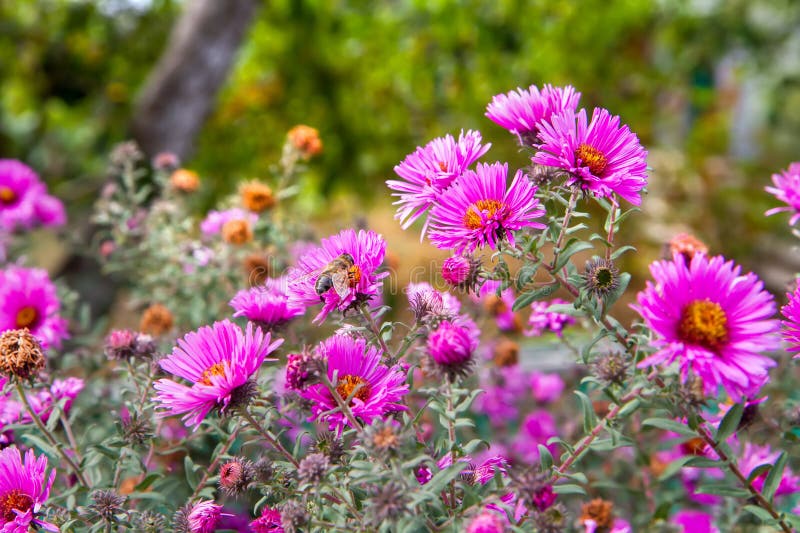 A Flowering Aster Bush Pollinated by Insects Stock Image - Image of ...
