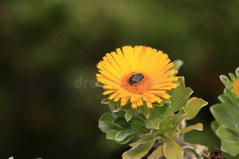 Flowering Asteriscus Sericeus Natural Floral Background Stock Image ...