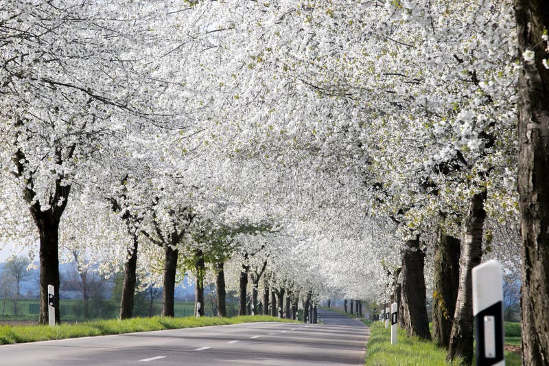 Flowering Avenue Colored White, Cherry Trees Stock Image - Image of ...