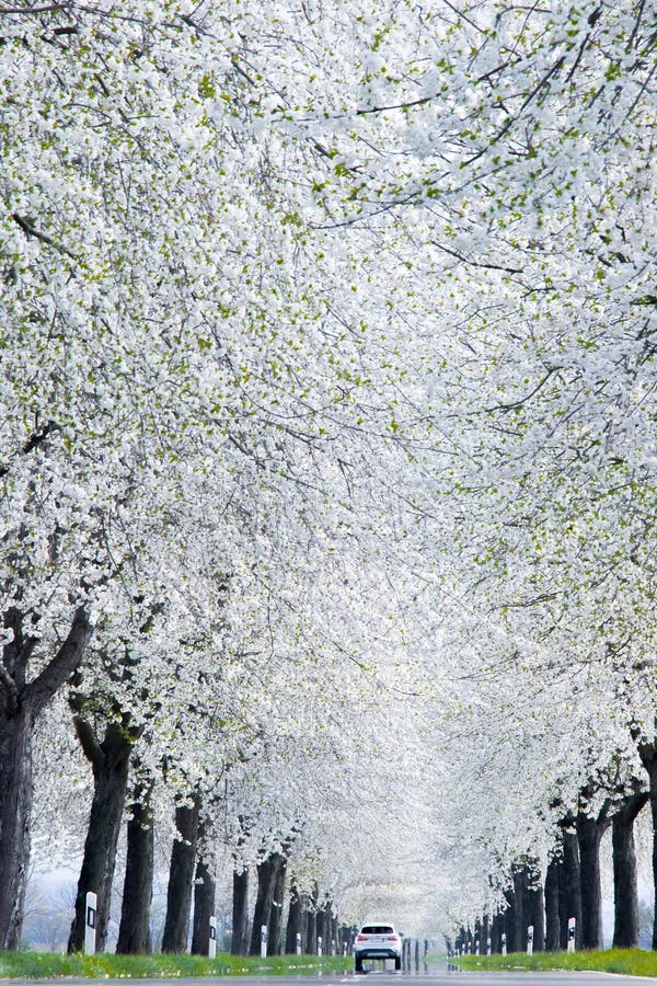 Flowering Avenue Colored White, Cherry Trees Stock Photo - Image of ...