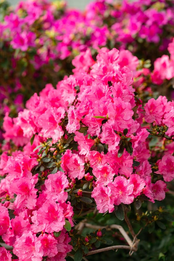 Flowering of Azalea in Spring Purple, Red and Pink Stock Image - Image ...