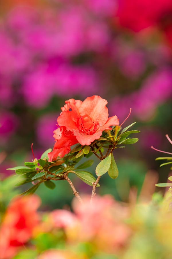 Flowering of Azalea in Spring Purple, Red and Pink Stock Photo - Image ...