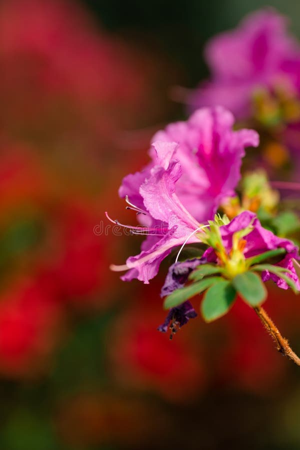 Flowering of Azalea in Spring Purple, Red and Pink Stock Image - Image ...