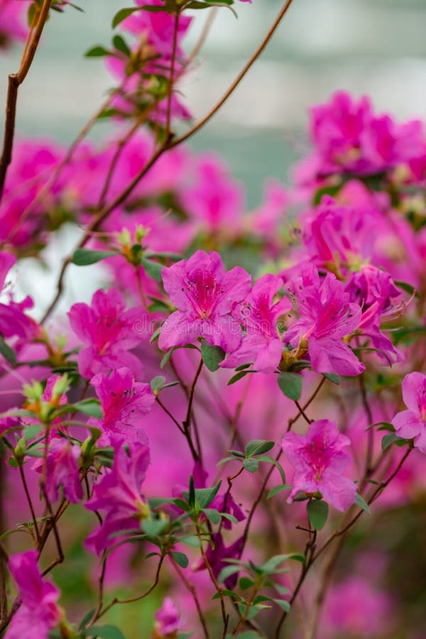 Flowering of Azalea in Spring Purple, Red and Pink Stock Image - Image ...