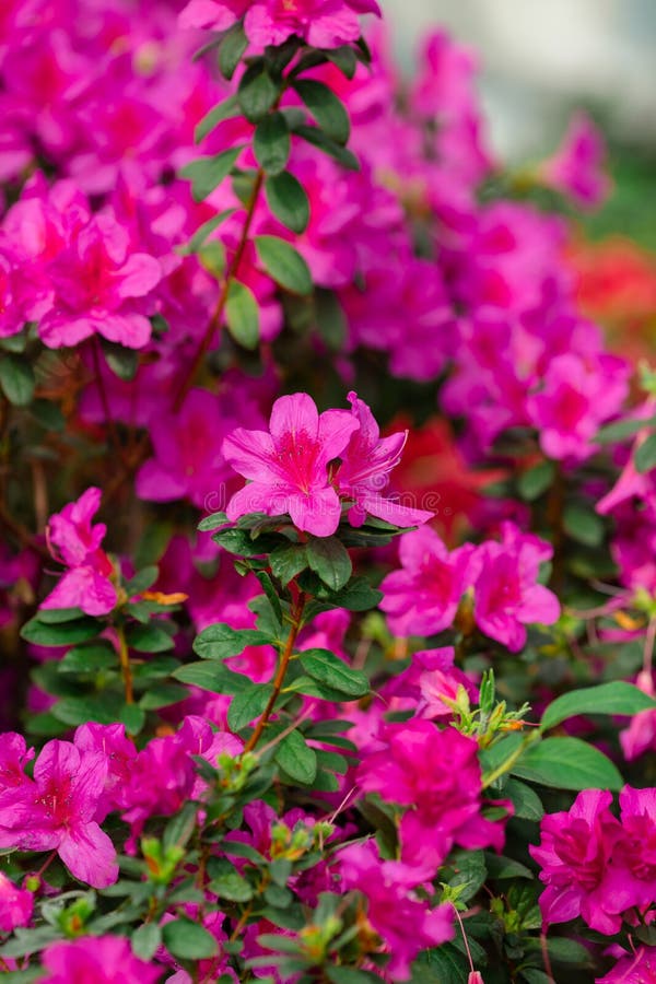 Flowering of Azalea in Spring Purple, Red and Pink Stock Image - Image ...