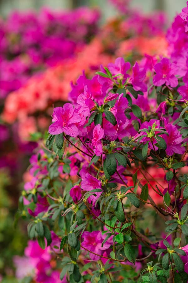 Flowering of Azalea in Spring Purple, Red and Pink Stock Image - Image ...