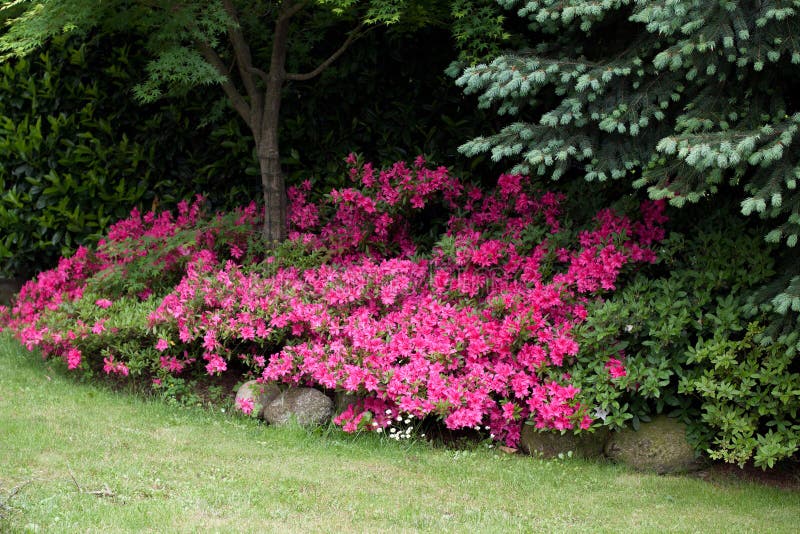 Flowering azaleas stock photo. Image of azaleas, flowers - 52801814