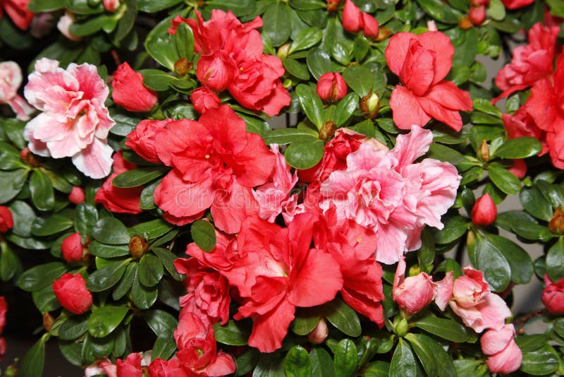Flowering azaleas stock photo. Image of nature, park - 122092770