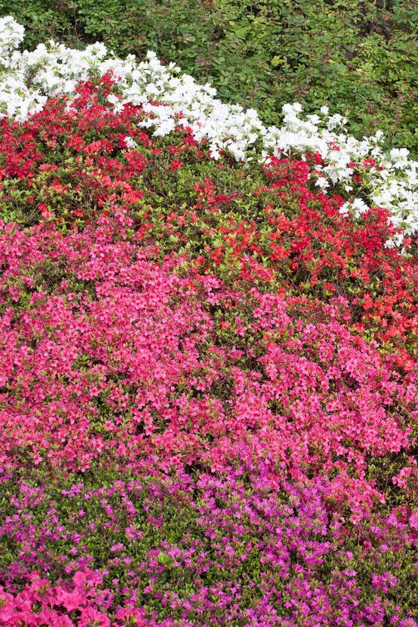 Flowering azaleas stock photo. Image of color, flowers - 67199970