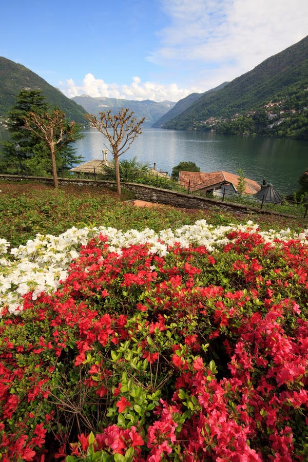 Flowering azaleas stock photo. Image of color, garden - 67199594