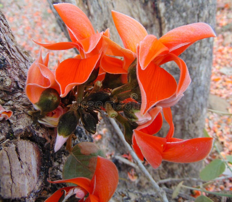 Flowering in Basterd Teak or Palash Stock Photo - Image of species ...
