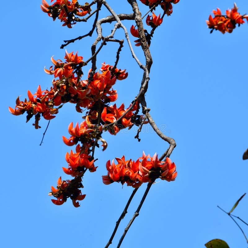 Flowering in Basterd Teak or Palash Stock Photo - Image of forest ...