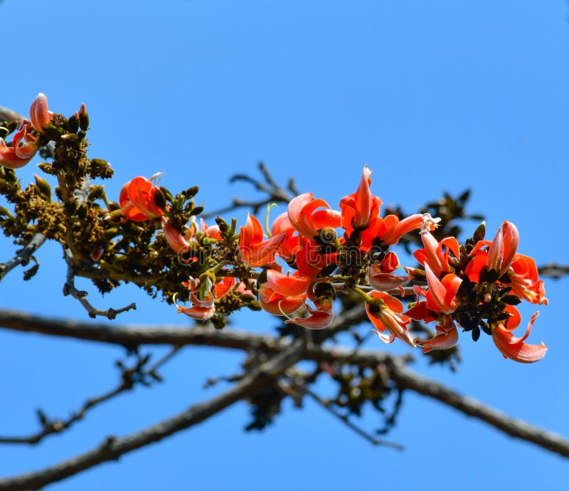 Flowering in Basterd Teak or Palash Stock Photo - Image of blossom ...