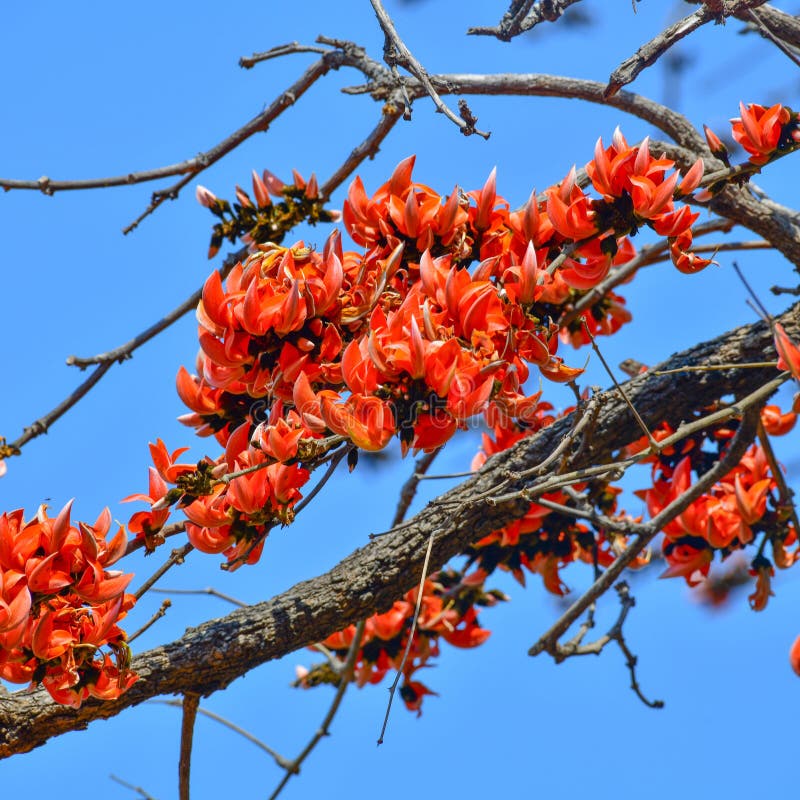 Flowering in Basterd Teak or Palash Stock Photo - Image of tree, teak ...