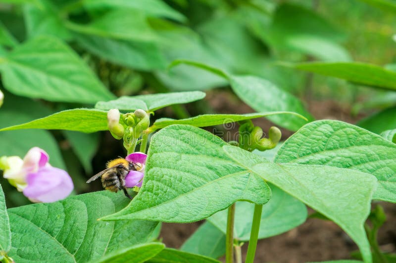 A Flowering Bean Plant that is Pollinated by a Bee Stock Photo - Image ...