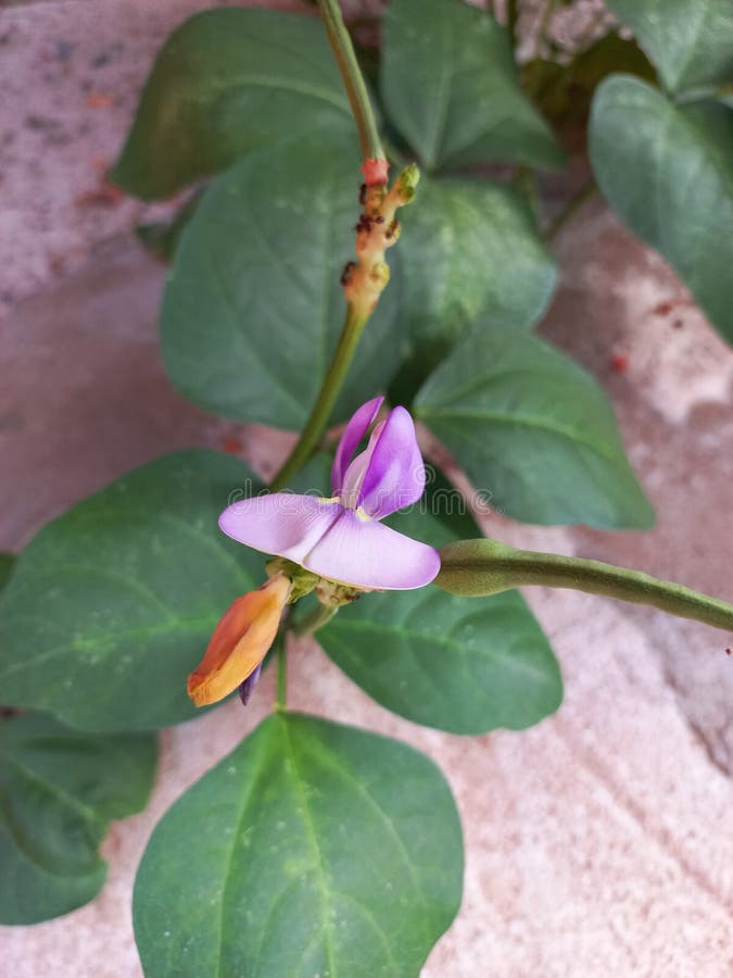 The flowering of the beans stock photo. Image of plant - 348985534