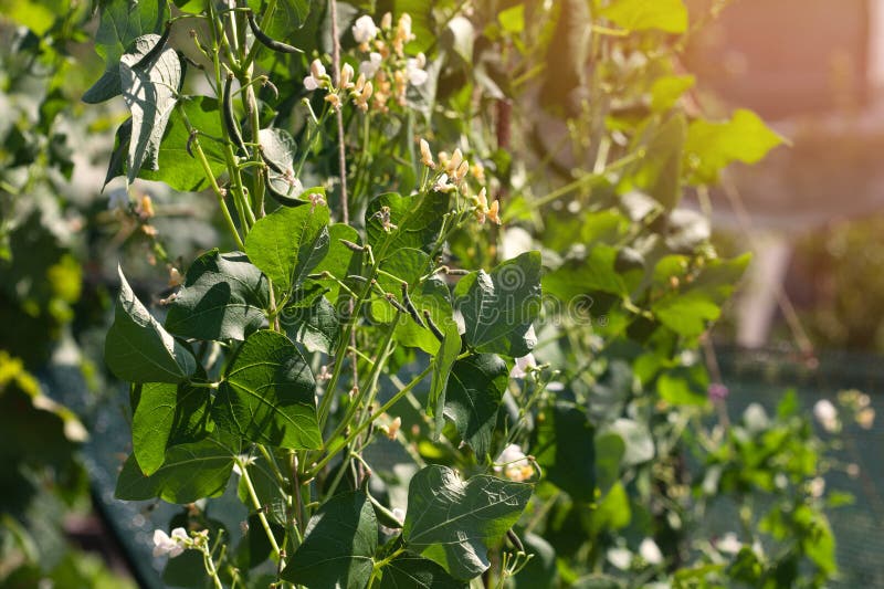 Flowering Beans in the Garden. Growing Red Beans Stock Photo - Image of ...