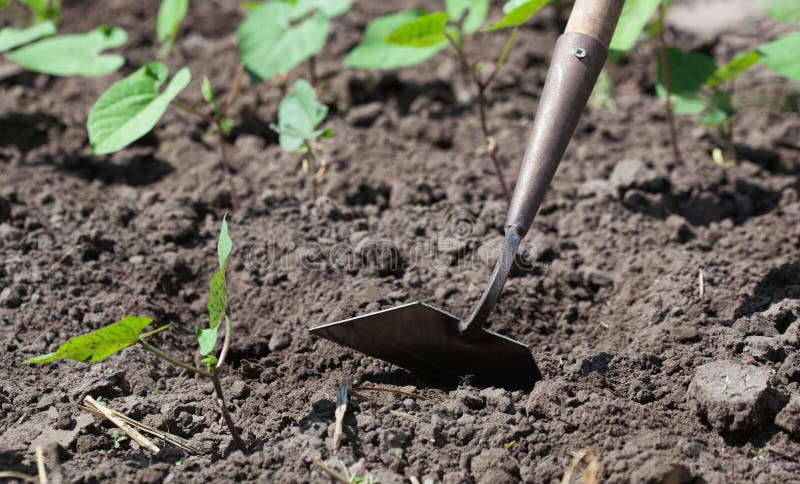 Flowering Beans in the Garden. Growing Red Beans Stock Image - Image of ...