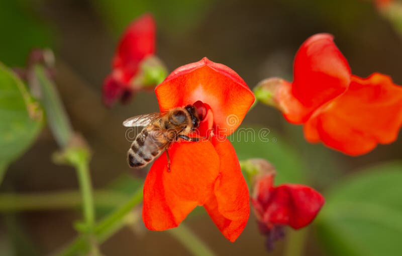 Flowering Beans in the Garden. Growing Red Beans Stock Image - Image of ...