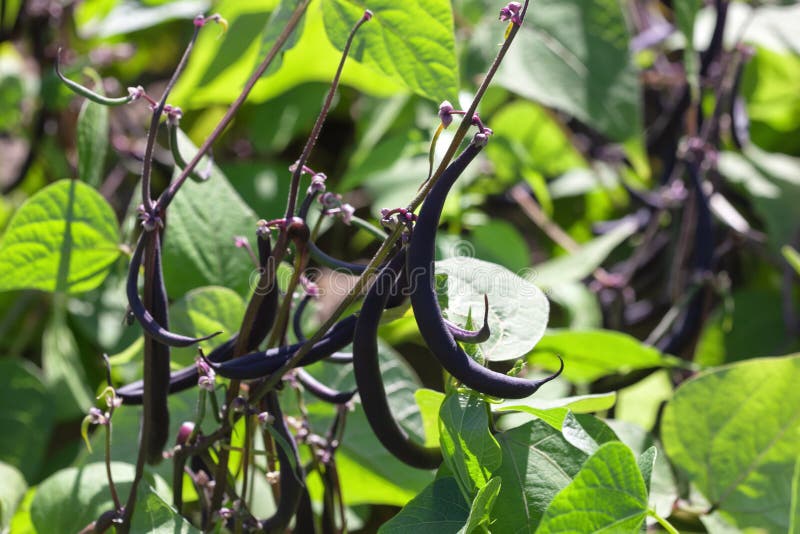 Flowering Beans in the Garden. Growing Red Beans Stock Image - Image of ...