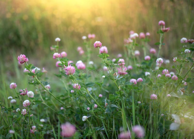 Flowering Beautiful Red Clover in Meadow in the Evening Sun. Stock ...