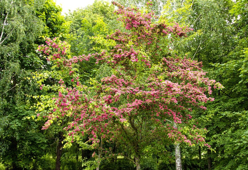 Flowering of a Beautiful Red Hawthorn Tree. Background, Pink Flowers on ...