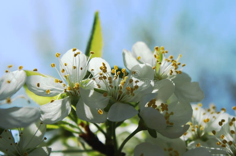 Flowering of berry trees stock photo. Image of berry - 89714684