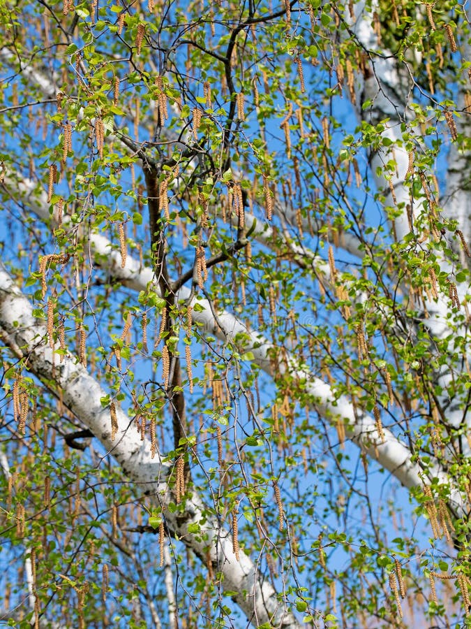 Flowering , Betula Pendula, in Spring Stock Image - Image of nature ...