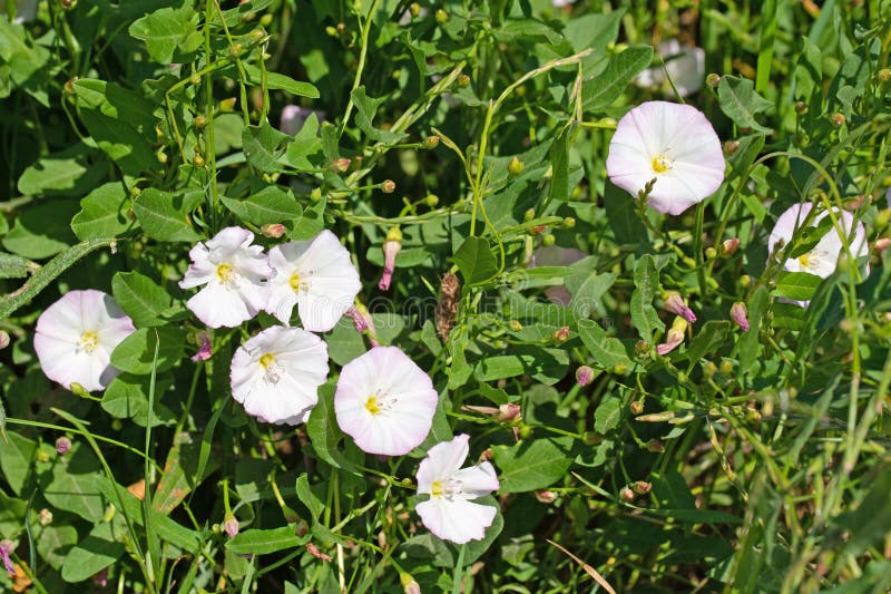 Flowering Bindweed, Convolvulus Arvensis, Close-up Stock Photo - Image ...
