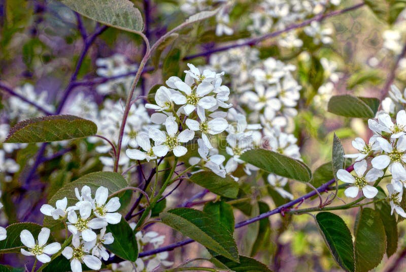 Flowering Birch Branch with White Flowers Stock Photo - Image of botany ...