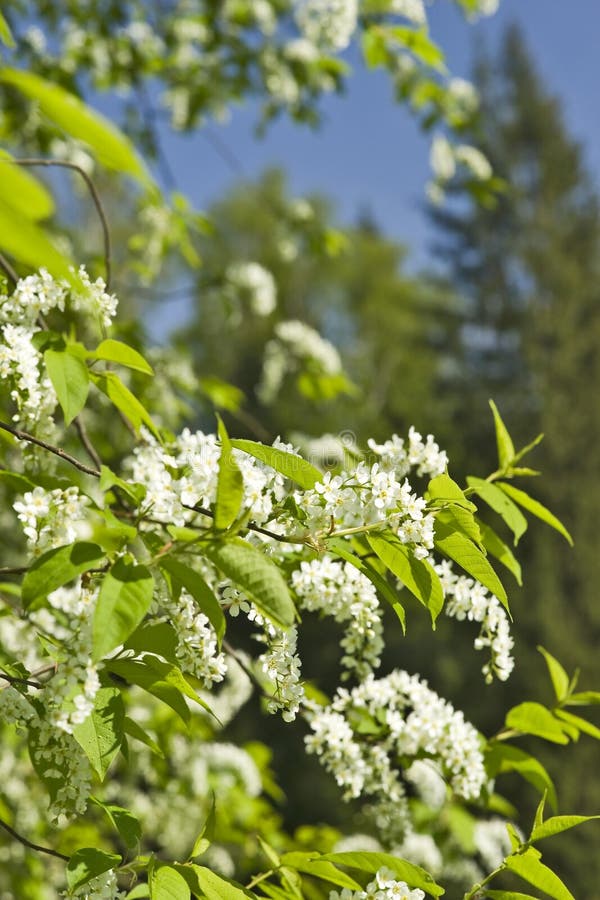 Flowering Bird Cherry Picture. Image: 10109088