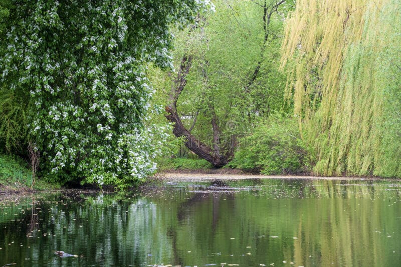 Flowering Bird Cherry Tree Near the Pond Stock Image - Image of pond ...