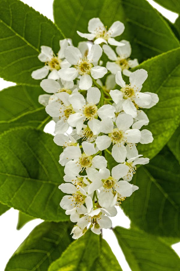 Flowering of Bird Cherry Tree, on White Background Stock Image - Image ...