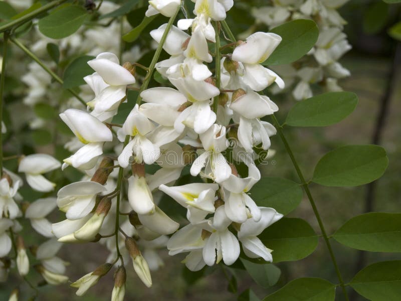 Flowering Black Locust Tree Stock Photo - Image of deciduous, branch ...