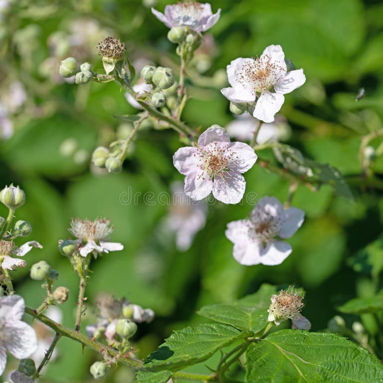 Flowering Blackberries, Rubus Sectio Rubus Stock Image - Image of ...