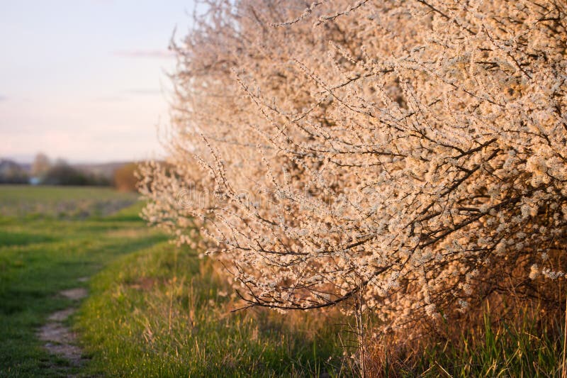 Flowering Blackthorn in Early Spring in the Rays of the Evening Sun ...