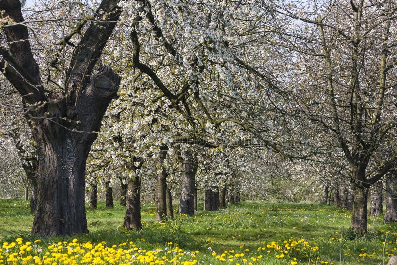 Flowering blossom trees stock photo. Image of spring - 129048166