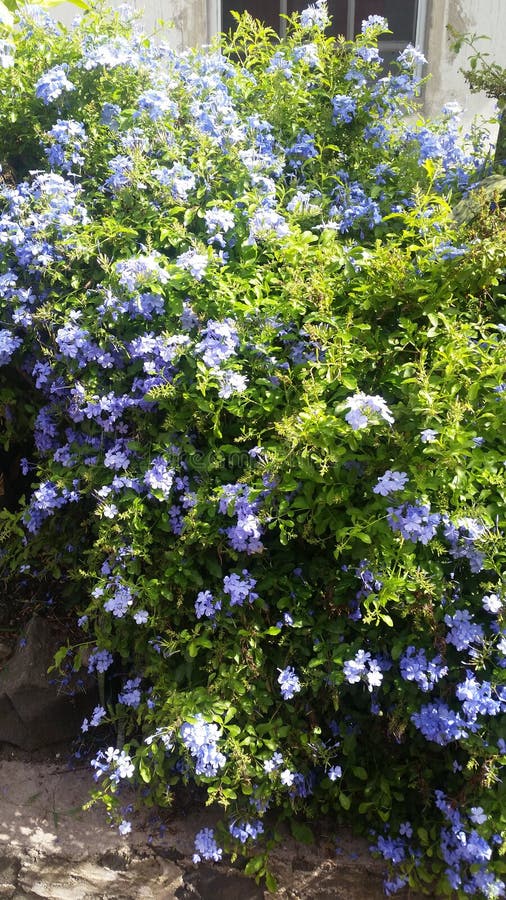 Flowering blue shrub stock image. Image of purple, woodland - 190222497