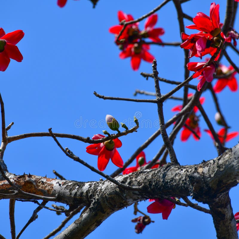 Flowering in Bombax Ceiba or Cotton Tree Stock Photo - Image of silk ...