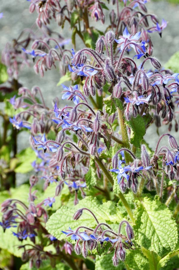 Flowering Borage plant stock photo. Image of blossom - 73764322