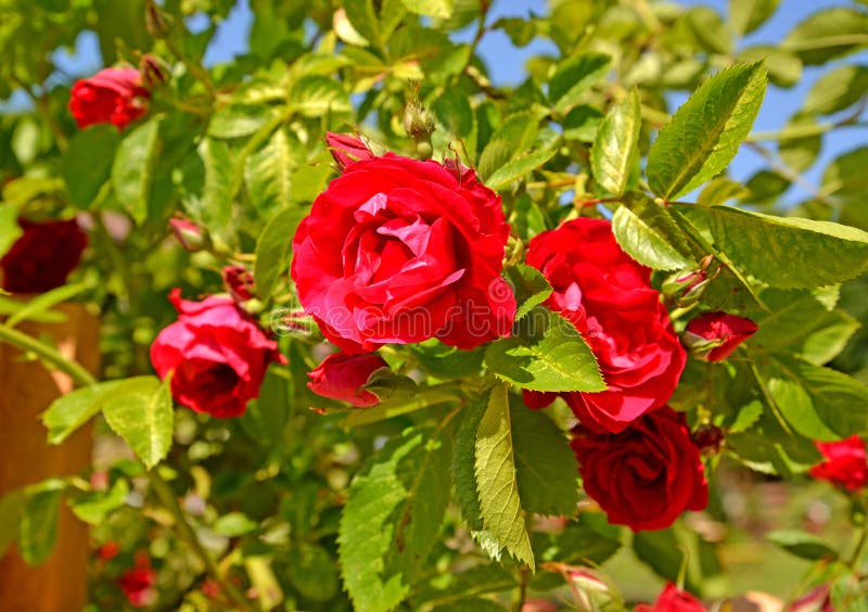 Flowering braided rose stock image. Image of flower - 187682853