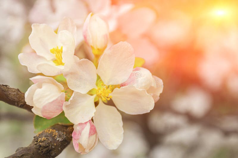 A Flowering Branch of an Apple Tree in Early Spring Stock Image - Image ...