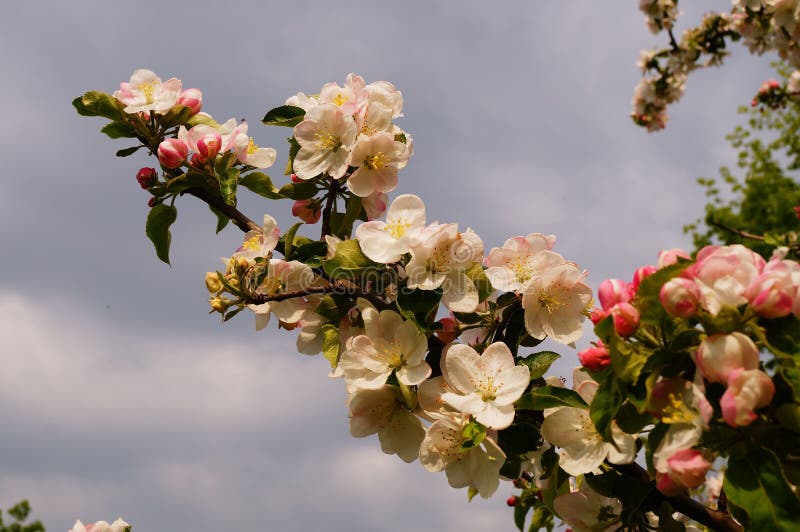 Flowering Branch of Apple Tree. Stock Image - Image of garden, bloom ...