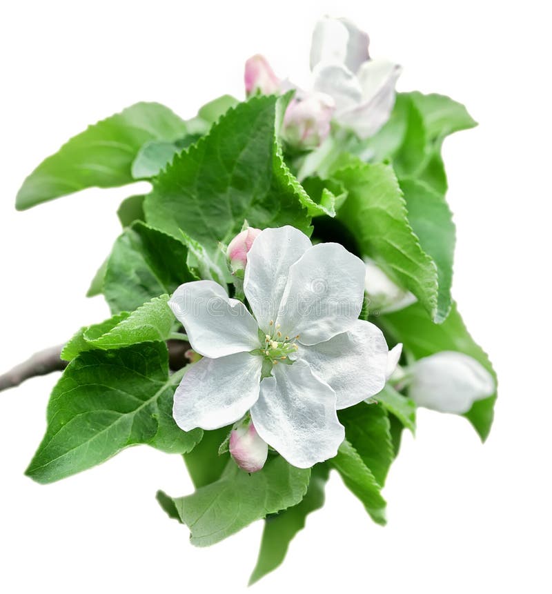 Flowering branch stock photo. Image of sunny, season - 32082680