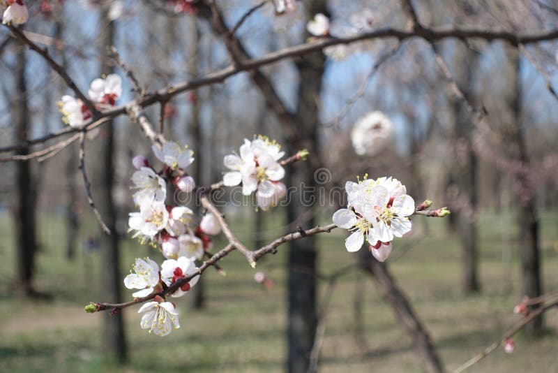 Flowering Branch of Apricot in April Stock Photo - Image of orchard ...