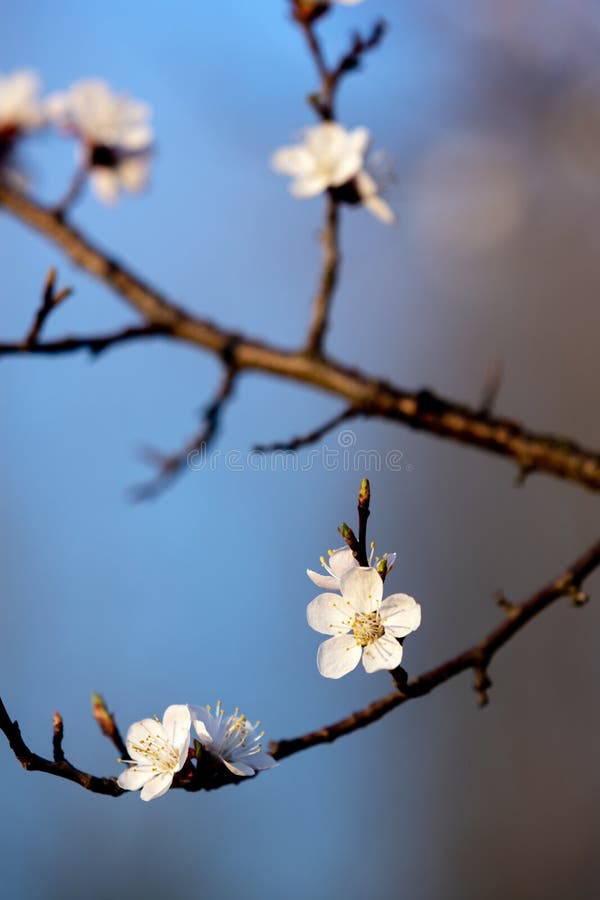 Flowering Branch of Apricot Tree Stock Image - Image of apricot, april ...