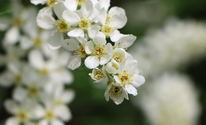Bird cherry (Prunus padus) stock photo. Image of nectar - 380110832